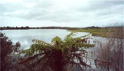 The scenery around Okari Lake Hideaway, New Zealand.